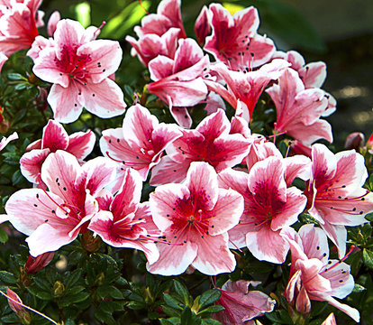 Azalea Bilder – Durchsuchen 67,835 Archivfotos, Vektorgrafiken und ...