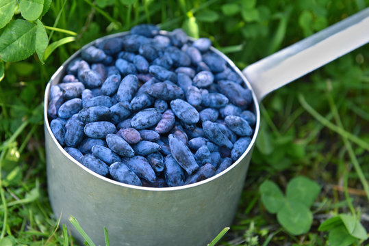 Kinnip bilder – Bläddra bland 3,220 stockfoton, vektorer och videor ...