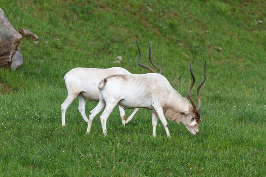 Adax Images – Browse 52 Stock Photos, Vectors, and Video | Adobe Stock