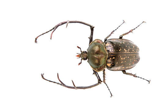 Cheirotonus Images – Browse 27 Stock Photos, Vectors, and Video | Adobe ...