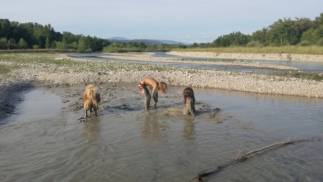 รูปภาพGadoue – เลือกดูภาพถ่ายสต็อก เวกเตอร์ และวิดีโอ116 | Adobe Stock
