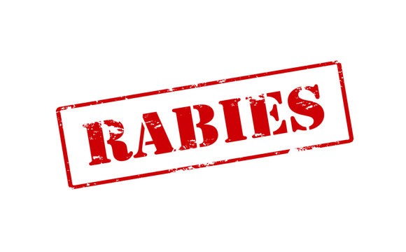 รูปภาพRabies – เลือกดูภาพถ่ายสต็อก เวกเตอร์ และวิดีโอ22,655 | Adobe Stock