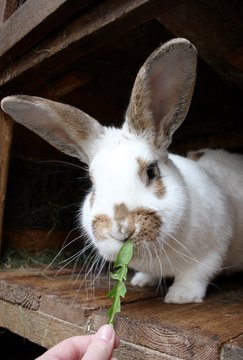 Stallhasen Bilder – Durchsuchen 490 Archivfotos, Vektorgrafiken und ...