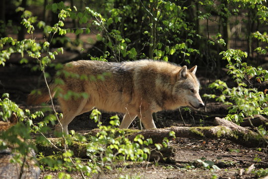 「Leitwolf」の写真素材 | 187件の無料イラスト画像 | Adobe Stock
