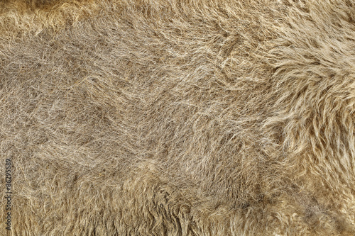 "Texture of dirty fur bison" Stock photo and royalty-free images on ...