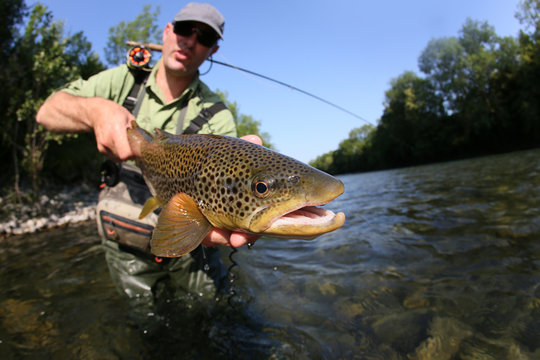 「Truit」の写真素材 | 39件の無料イラスト画像 | Adobe Stock