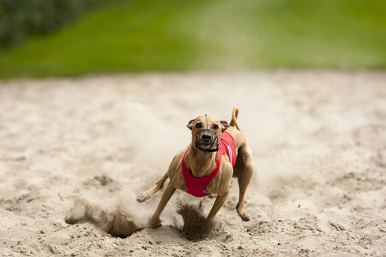 Windhond-Bilder: Stock-Fotos & -Videos. | Adobe Stock