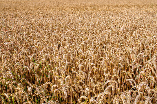 รูปภาพWeichweizen – เลือกดูภาพถ่ายสต็อก เวกเตอร์ และวิดีโอ176 | Adobe Stock