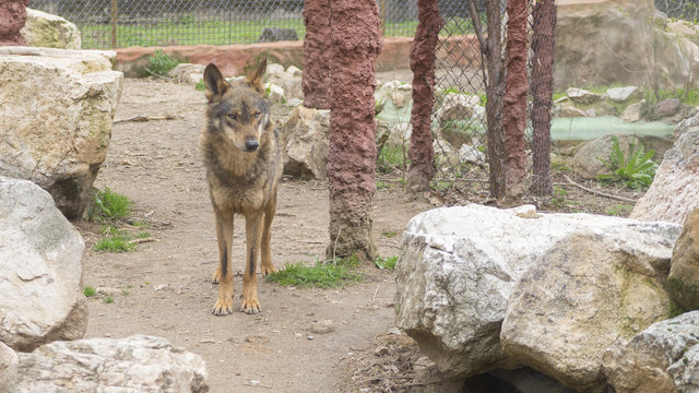 Ocico Images – Browse 79 Stock Photos, Vectors, and Video | Adobe Stock