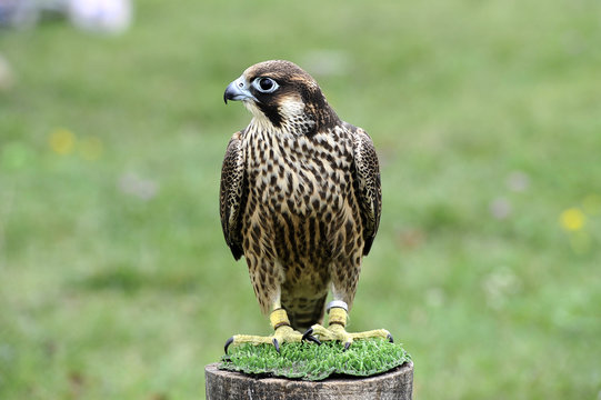 Falconinae-Bilder: Stock-Fotos & -Videos. | Adobe Stock