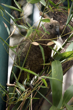 รูปภาพStrigopidae – เลือกดูภาพถ่ายสต็อก เวกเตอร์ และวิดีโอ143 | Adobe Stock