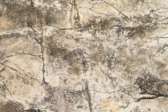 "Pelle Ruvida" Bilder – Durchsuchen 48 Archivfotos, Vektorgrafiken und ...