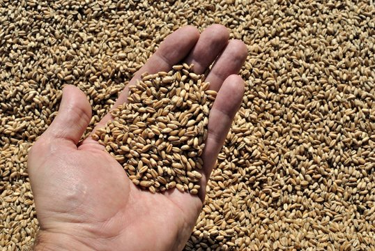 Imágenes de Grano: descubre bancos de fotos, ilustraciones, vectores y ...