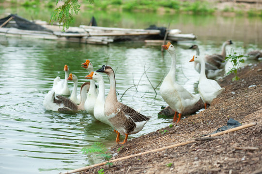 Mastgans Bilder – Durchsuchen 482 Archivfotos, Vektorgrafiken und ...