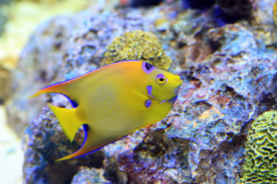 "Queen Angelfish" Images – Browse 392 Stock Photos, Vectors, and Video ...