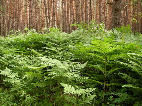 Pteridospermae Images – Browse 35 Stock Photos, Vectors, and Video ...