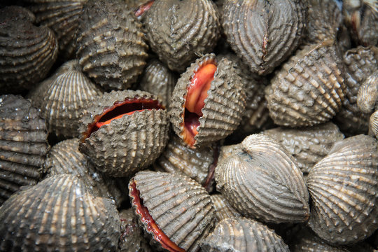 Bivalves bilder – Bläddra bland 64,148 stockfoton, vektorer och videor ...