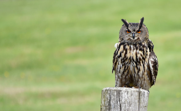Imágenes de Uhu: descubre bancos de fotos, ilustraciones, vectores y ...