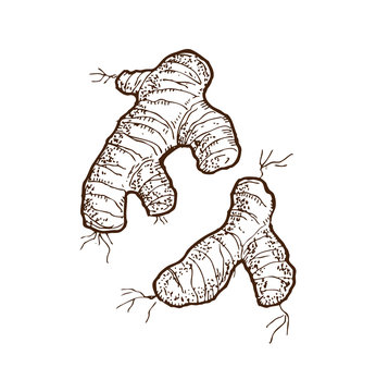 Ginger Line Drawing Images – Browse 17,678 Stock Photos, Vectors, and ...