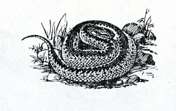 รูปภาพAdder – เลือกดูภาพถ่ายสต็อก เวกเตอร์ และวิดีโอ116,647 | Adobe Stock