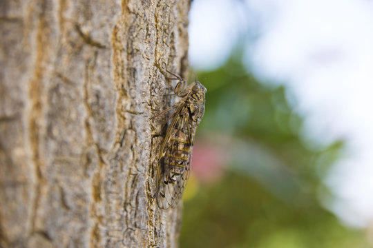 รูปภาพCigale – เลือกดูภาพถ่ายสต็อก เวกเตอร์ และวิดีโอ992 | Adobe Stock