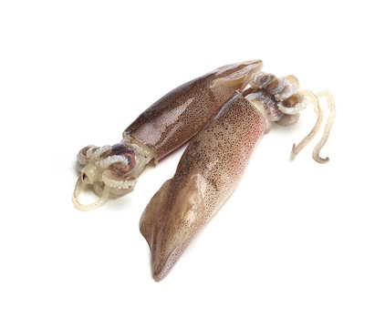 「Calmare」の画像 - 82 件の Stock 写真、ベクターおよびビデオ | Adobe Stock