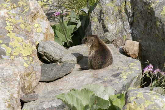 Imagens de Topolone – Explore Fotografias do Stock, Vetores e Vídeos de ...