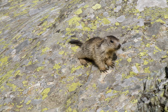 Topolone bilder – Bläddra bland 243 stockfoton, vektorer och videor ...