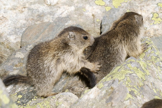 Topolone bilder – Bläddra bland 243 stockfoton, vektorer och videor ...