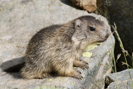 「Topolone」の画像 - 243 件の Stock 写真、ベクターおよびビデオ | Adobe Stock