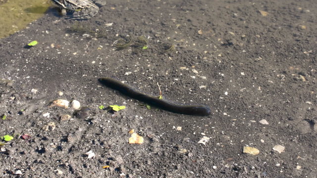 Leecher Images – Parcourir 210 le catalogue de photos, vecteurs et ...