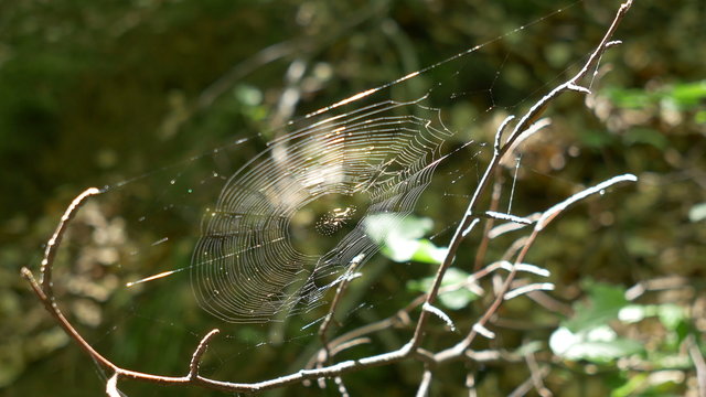 Spider-Work Bilder – Durchsuchen 335 Archivfotos, Vektorgrafiken und ...