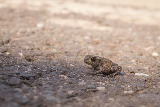 Krötentunnel Bilder – Durchsuchen 93 Archivfotos, Vektorgrafiken und ...