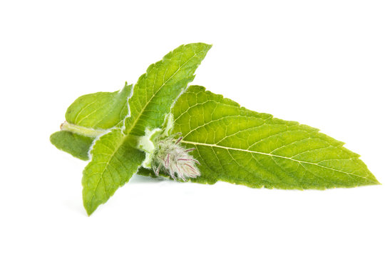 Mentholum Images – Browse 17 Stock Photos, Vectors, and Video | Adobe Stock