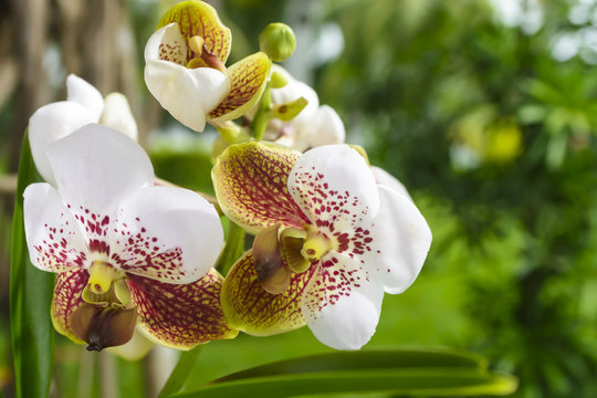 Philippine National Flower Waling | Best Flower Site