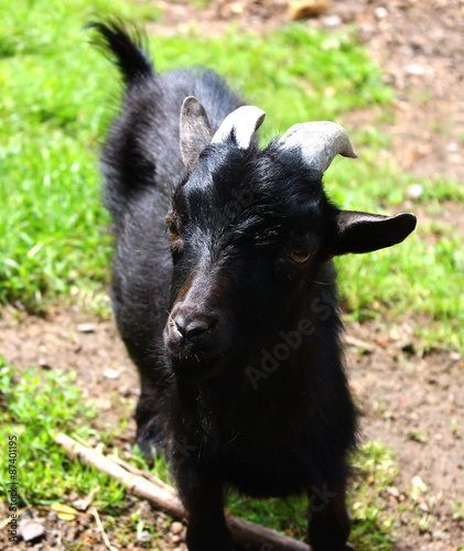 "Petite chèvre noire" photo libre de droits sur la banque d'images ...