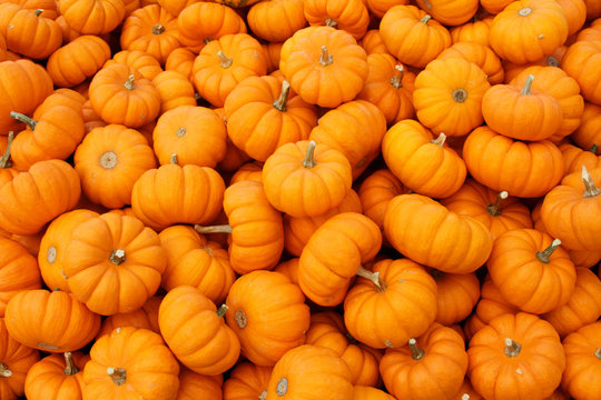 "Pumpkin Pile" Images – Browse 1 Stock Photos, Vectors, and Video ...