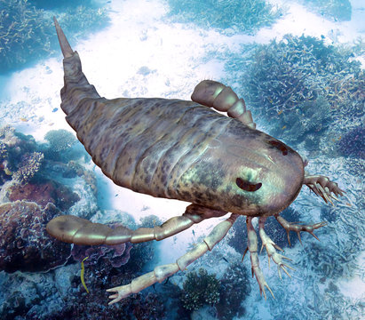 Eurypterid Images – Browse 190 Stock Photos, Vectors, and Video | Adobe ...