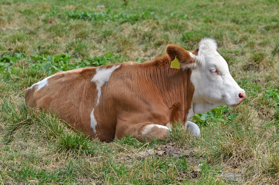 Hühe Bilder – Durchsuchen 11 Archivfotos, Vektorgrafiken und Videos ...