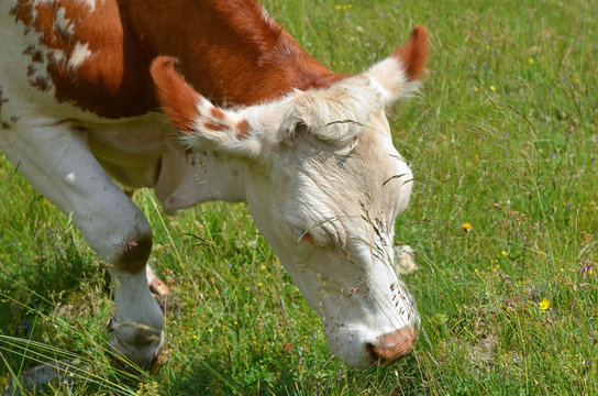 Hühe Bilder – Durchsuchen 11 Archivfotos, Vektorgrafiken und Videos ...