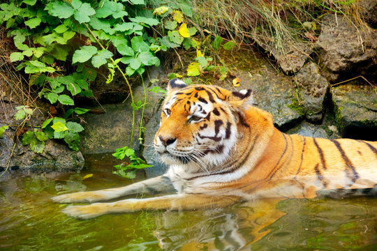 Tiger Stretch Bilder – Durchsuchen 864 Archivfotos, Vektorgrafiken und ...