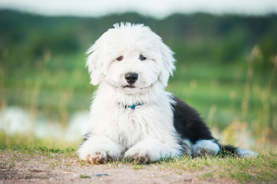 Obrázky Bobtail – procházejte fotografie, vektory a videa 6,531 | Adobe ...