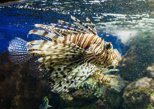 Zebrafish Images – Browse 1,107 Stock Photos, Vectors, and Video ...