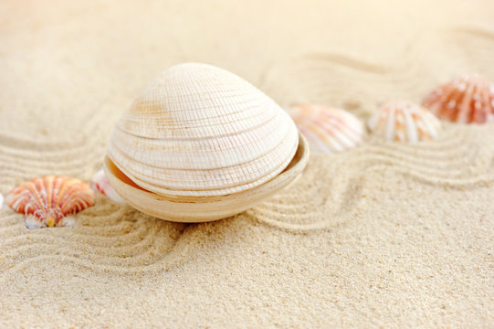 รูปภาพCockleshell – เลือกดูภาพถ่ายสต็อก เวกเตอร์ และวิดีโอ41,143 ...