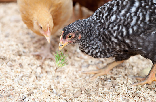 รูปภาพPoultry-Farm – เลือกดูภาพถ่ายสต็อก เวกเตอร์ และวิดีโอ94 | Adobe Stock