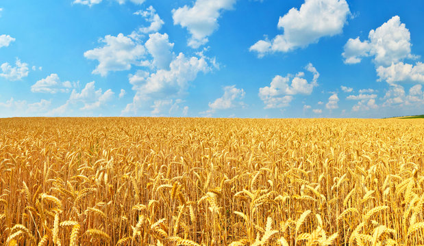 Free Field Images – Browse 24,263 Free Stock Photos, Vectors, and Video ...