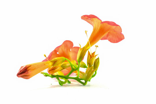 Azaria Images – Browse 69 Stock Photos, Vectors, and Video | Adobe Stock