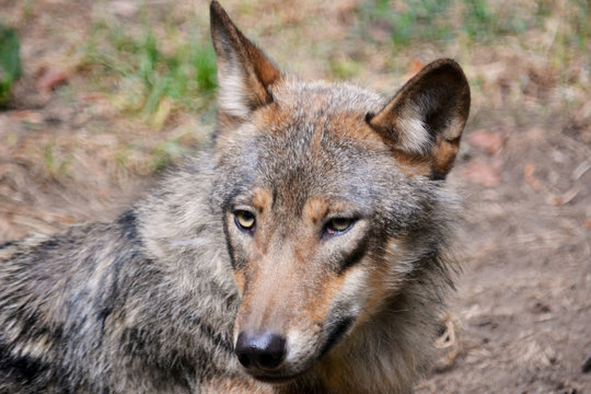 "Wolf Wallpaper" Immagini - Sfoglia 32 foto, vettoriali e video Stock ...