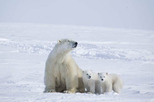 รูปภาพTreibeis – เลือกดูภาพถ่ายสต็อก เวกเตอร์ และวิดีโอ1,640 | Adobe Stock