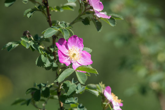 Wild-Brier Images – Browse 376 Stock Photos, Vectors, and Video | Adobe ...